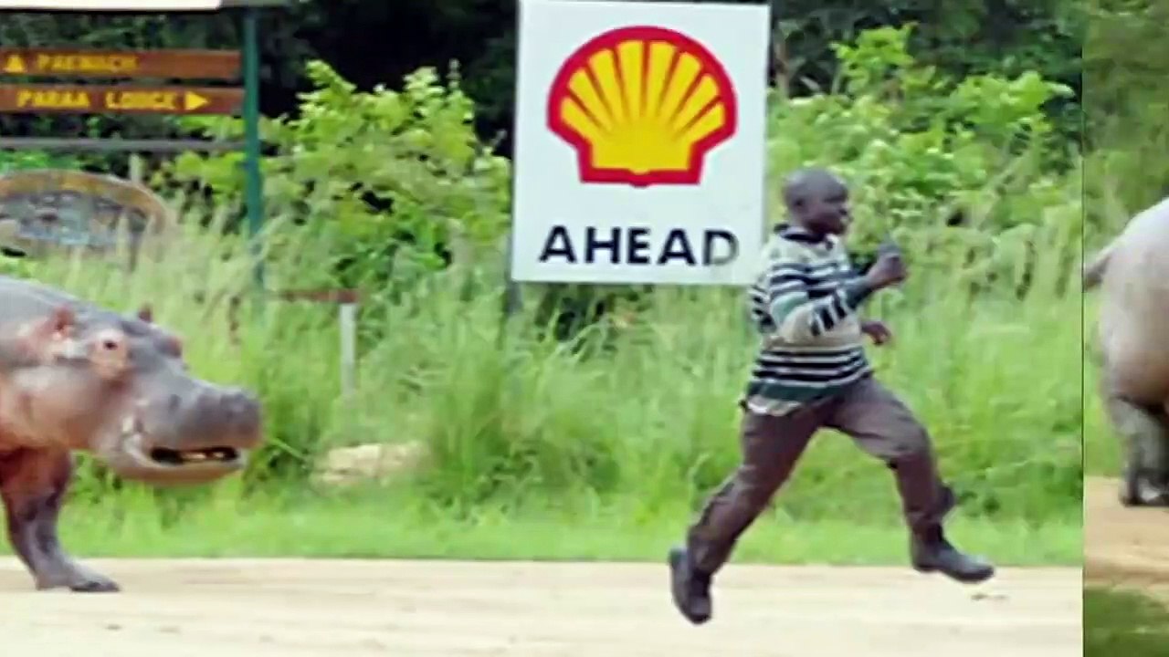 Most Shocking Hippo Encounters In Zoo Caught On Cameras - video Dailymotion