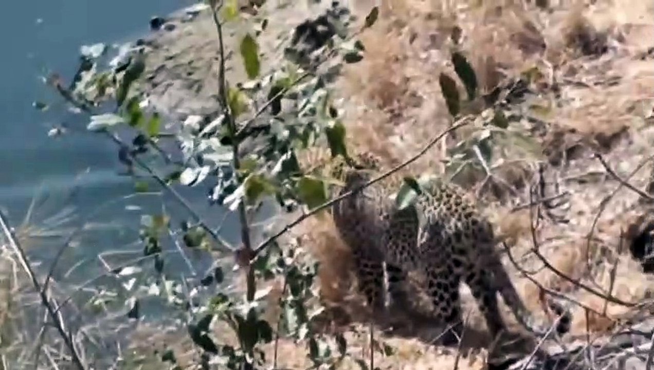 Python is too aggressive, Moments When Big Cats Face the Python - video ...