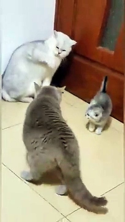 Cat is Funny shorts_480p - video Dailymotion