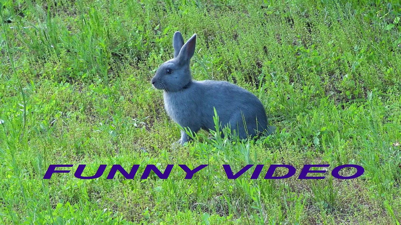 FUNNY VIDEO. ANIMALS - video Dailymotion