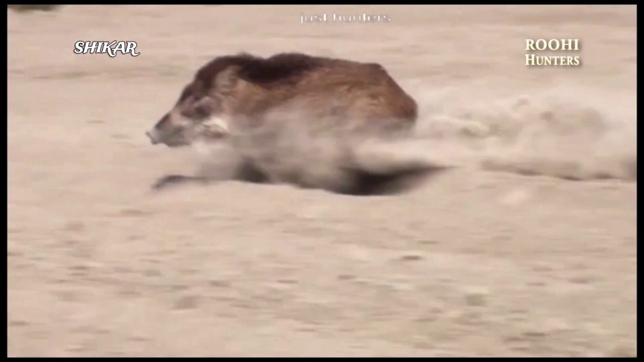 Pig hunting with dogs | hog hunting in texas | shikar | halouf jbala ...