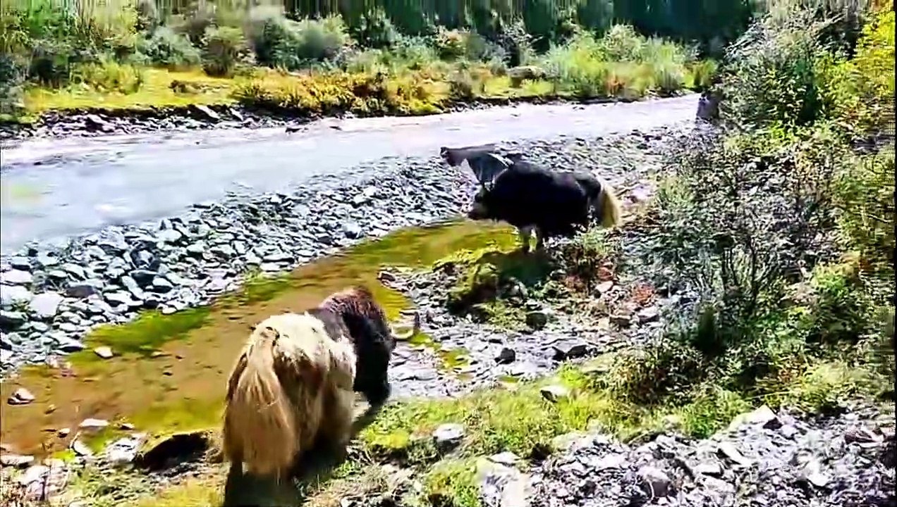 4 Yaks fighting for spouse,yak baby cry! Animals fight ! #yaks - video ...