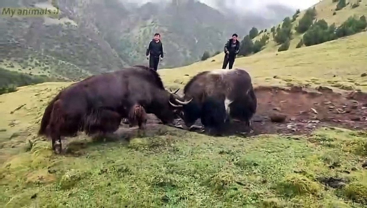 Very Strong yaks fightingKing fight full video Animals Earth - video ...