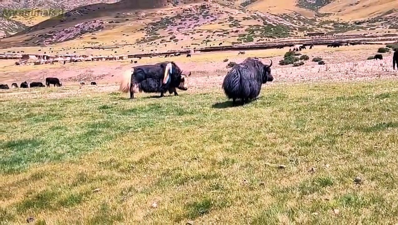 Very Strong Big Yaks Fighting #yaks - video Dailymotion