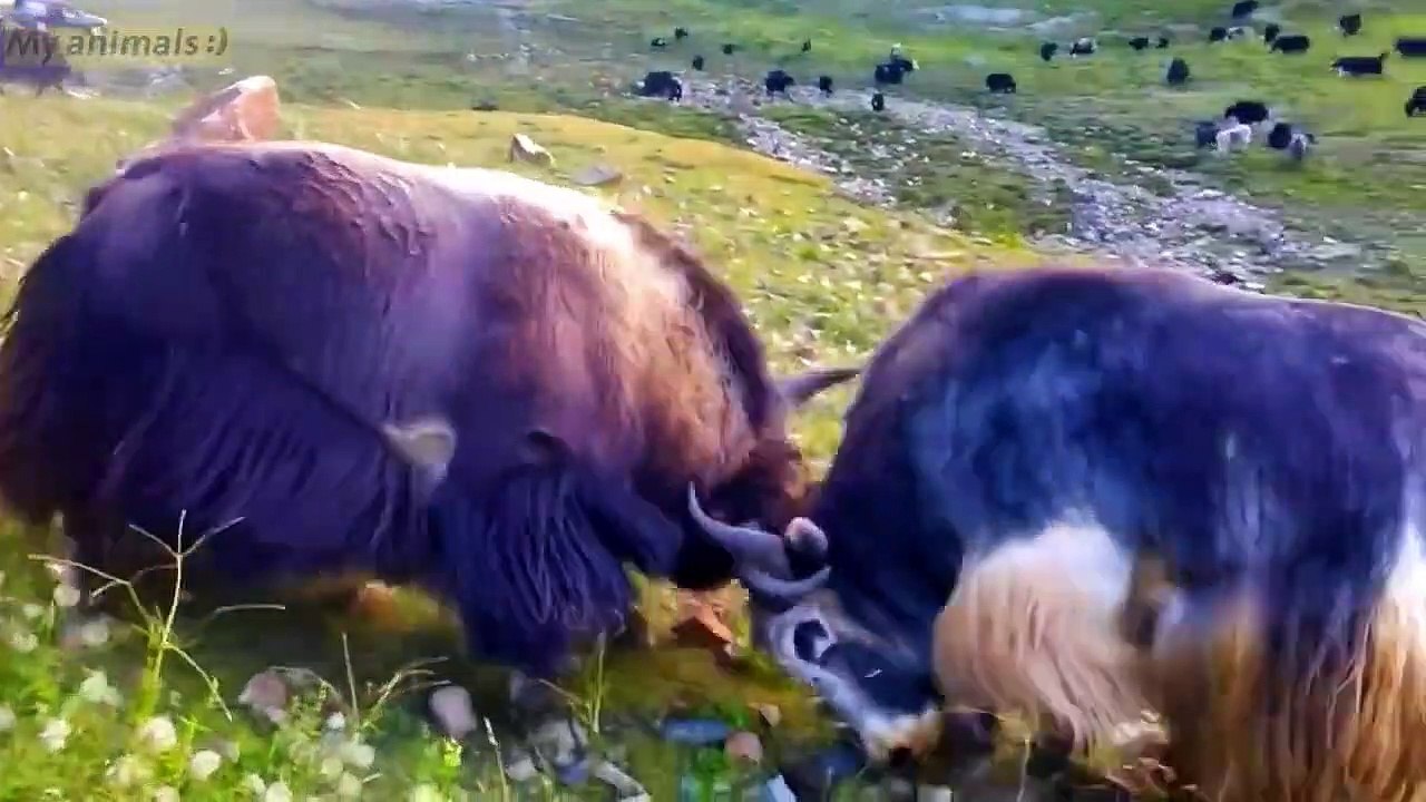 Yaks fight when they get angry, it's amazing #yaks - video Dailymotion