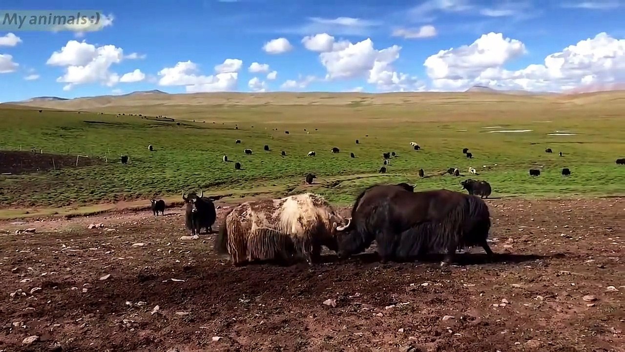 Yaks fight for territory full video! animals fighting #yaks - video ...