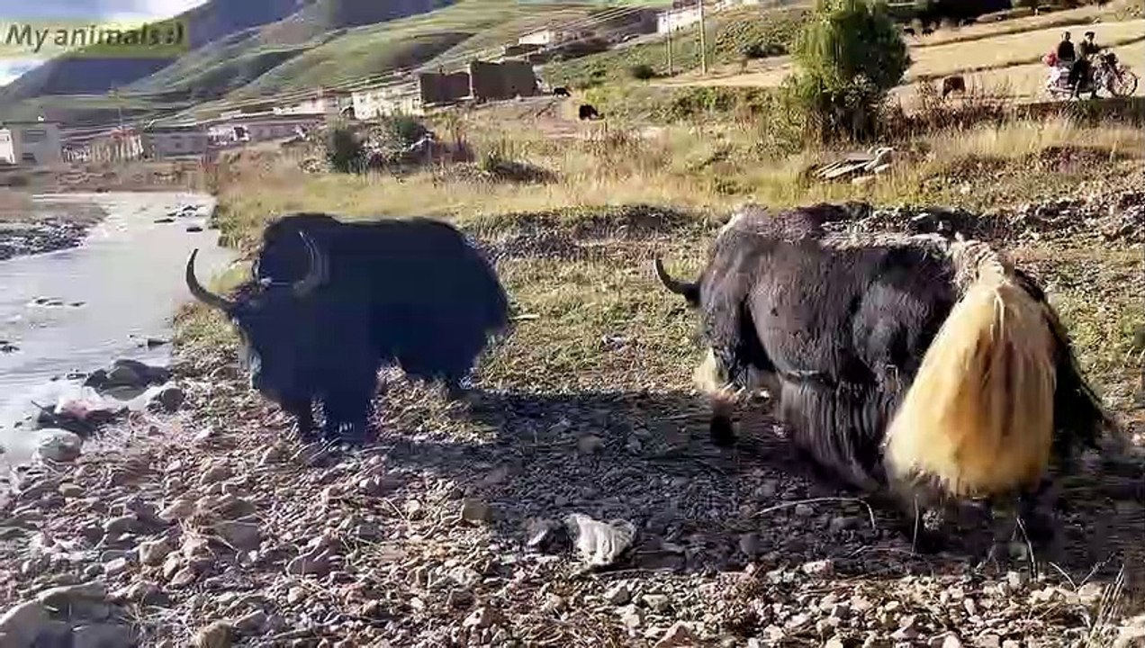 Yaks crazy fighting for winner animals fighting #yaks - video Dailymotion