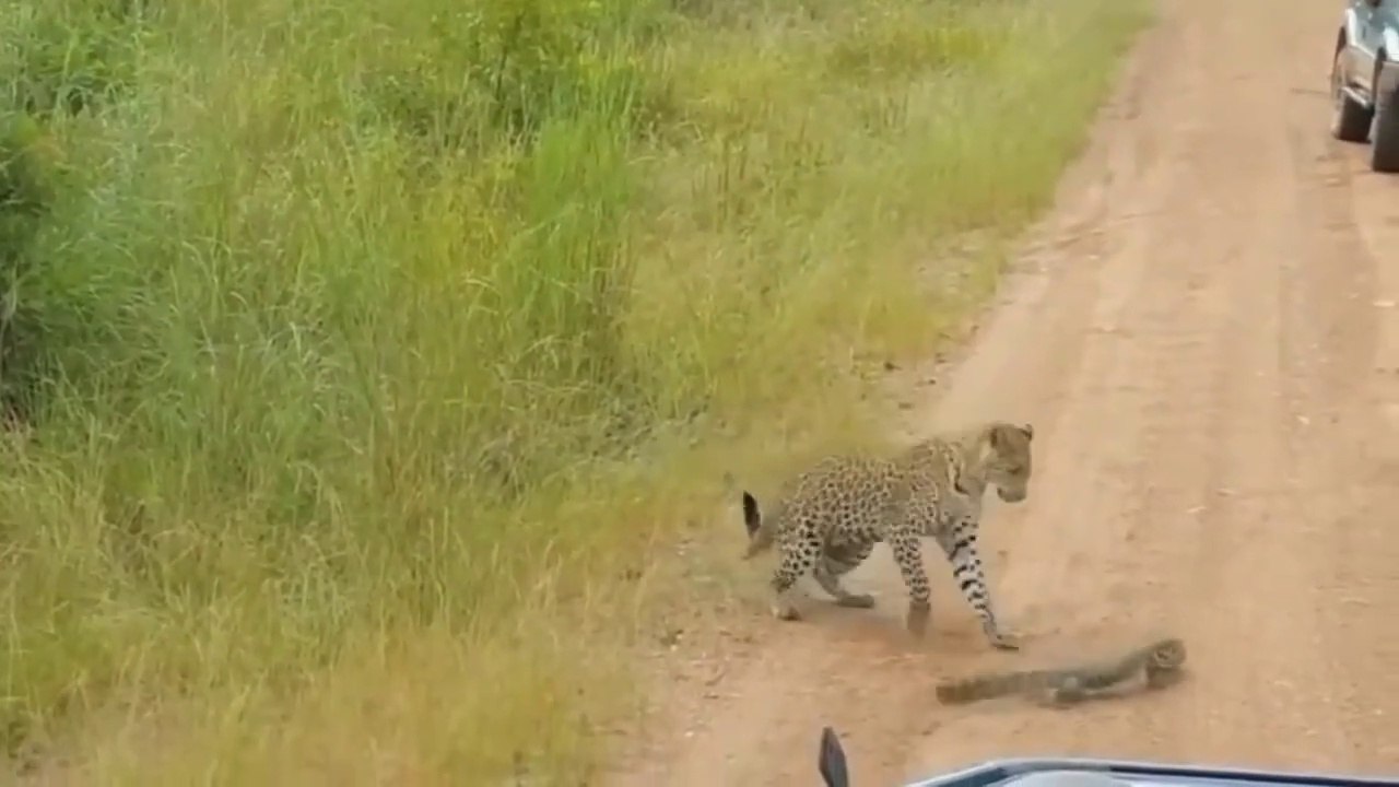 Tiger vs. Monitor lizard - video Dailymotion