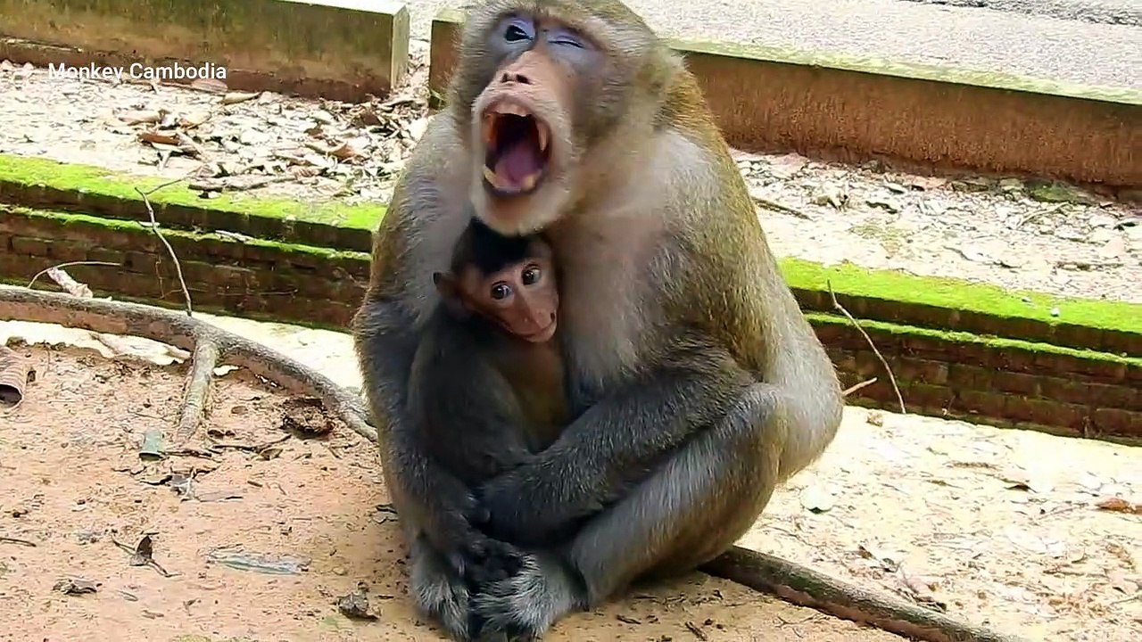 The most loving daddy monkey - Hug son so sweet - video Dailymotion