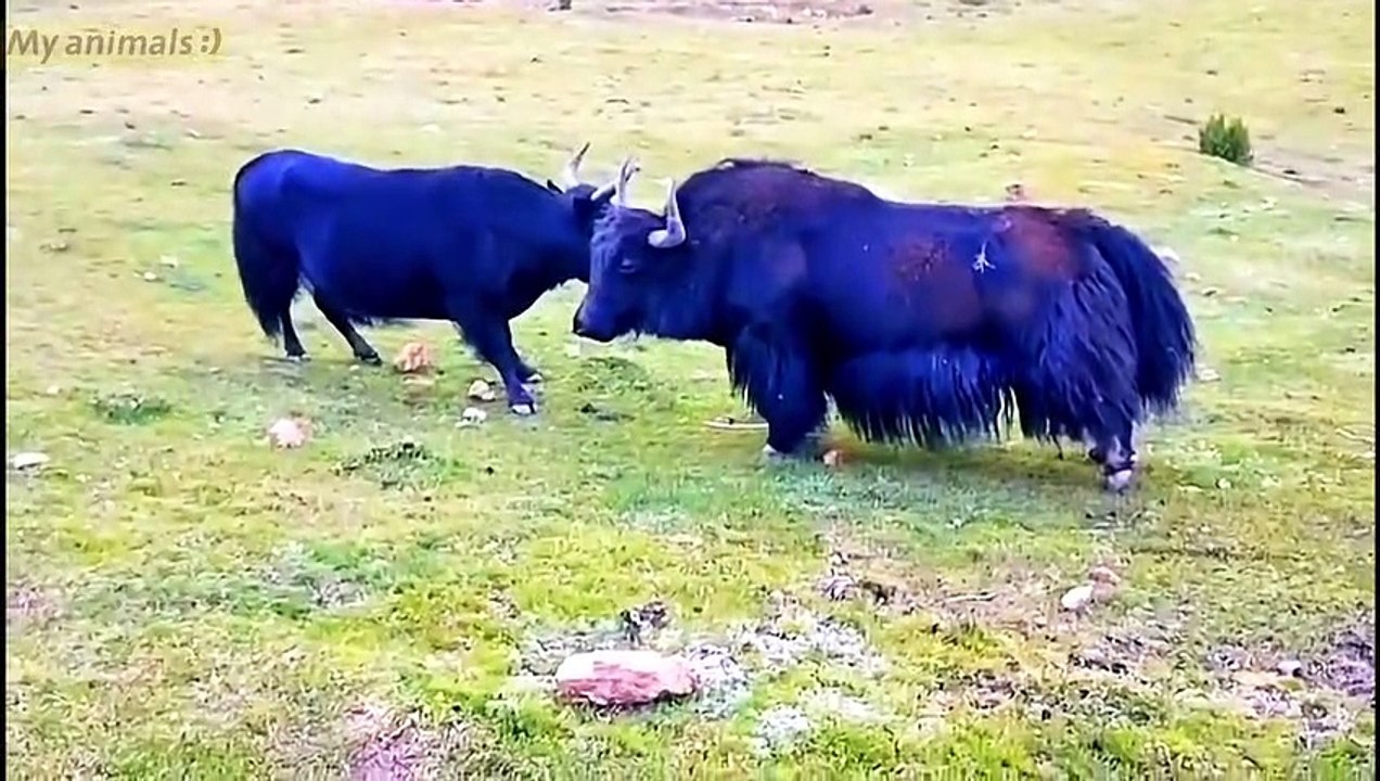 Crazy Yaks fighting 2022 Animals fight! #yaks - video Dailymotion
