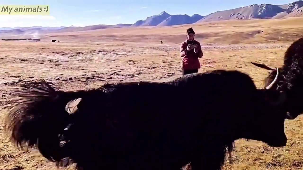 Yaks Crazy Fighting animals fight Tibetan Yak #yaks - video Dailymotion