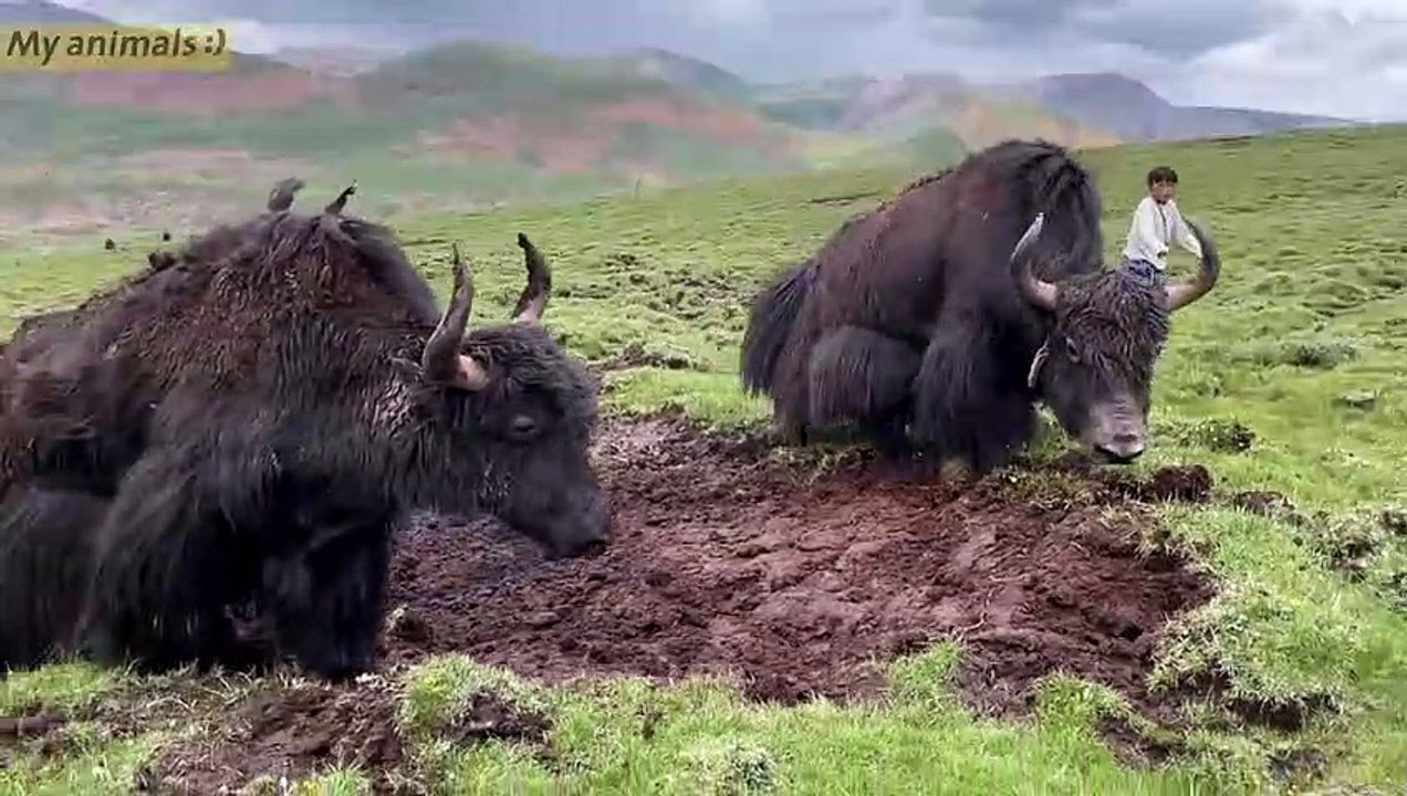 YAKS FIGHT FOR THE KING yak crazy fighting - video Dailymotion