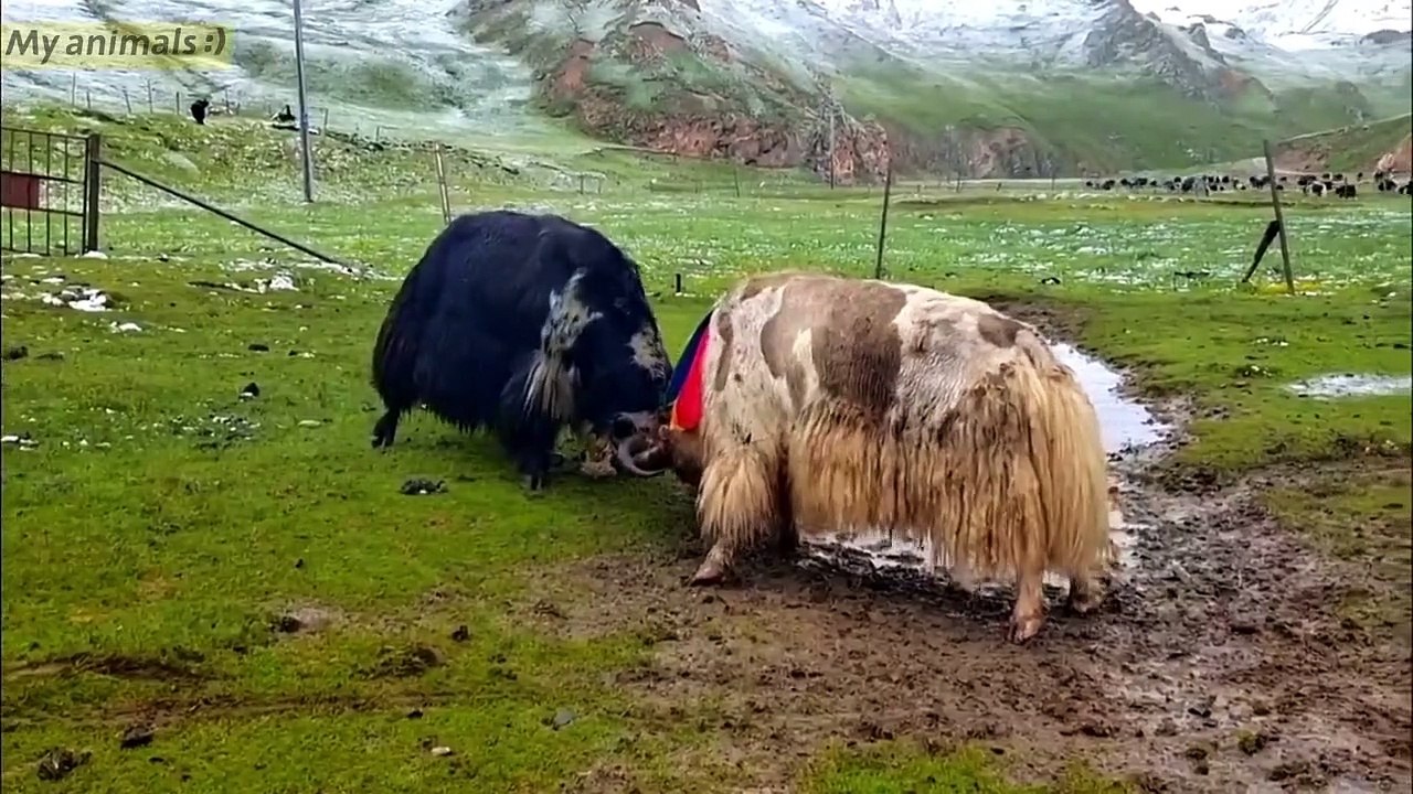 Yaks fighting for the king animals fight #yaks - video Dailymotion