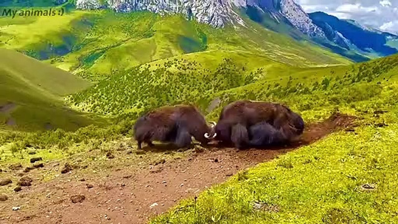 Yak fighting Animals fighting Tibetan Yak - video Dailymotion