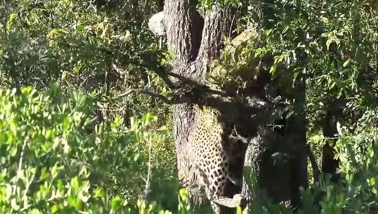 Leopard Hunt Baby Monkey Mother Panic Run Away, Gorilla Herd Come To ...