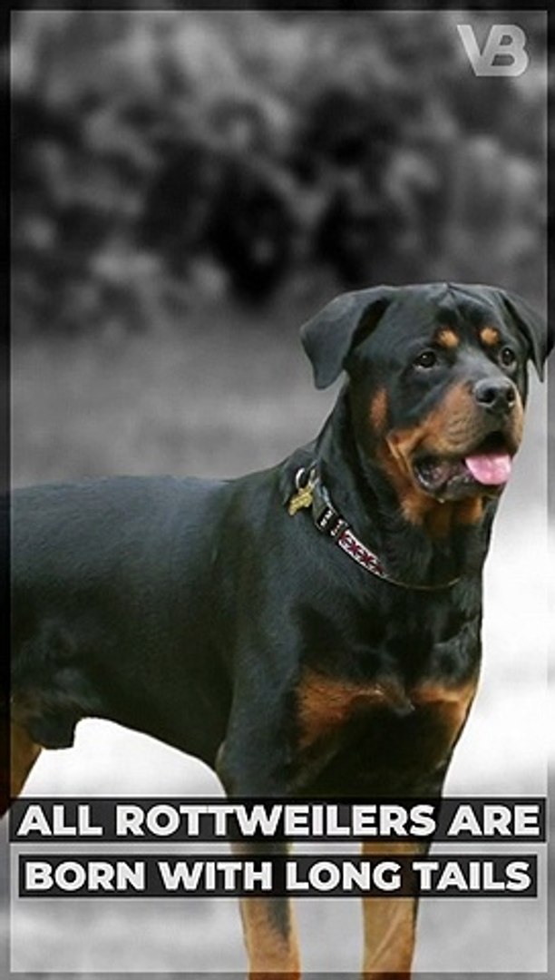 Are Rottweilers Born With Long Tails
