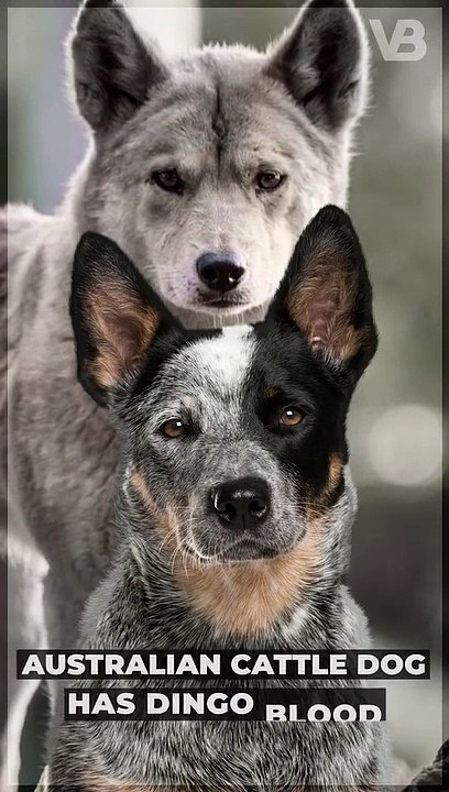 Australian Cattle Dog Has Dingo Blood - TRUE or FALSE - video Dailymotion