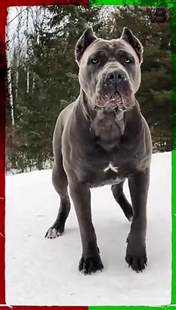 Cane Corso Attacks