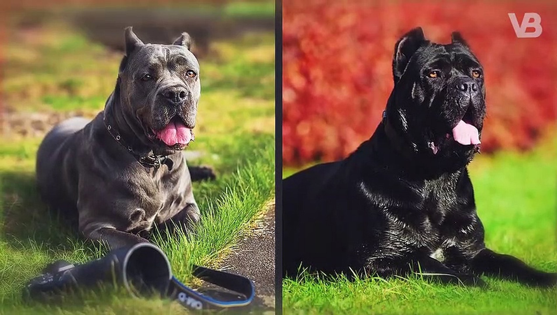 What Is The Bite Force Of A Cane Corso