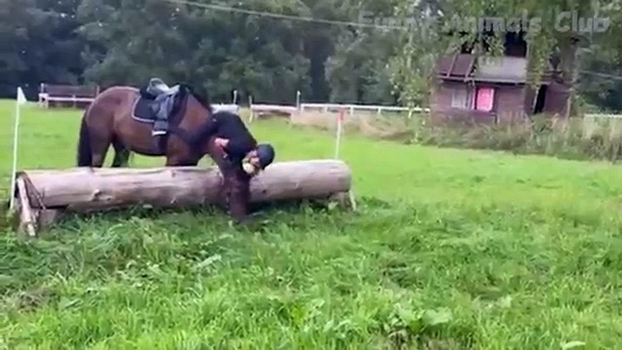 Funny_Animal_Videos_2022__-_Best_Dogs_And_Cats_Videos__#23(360p ...