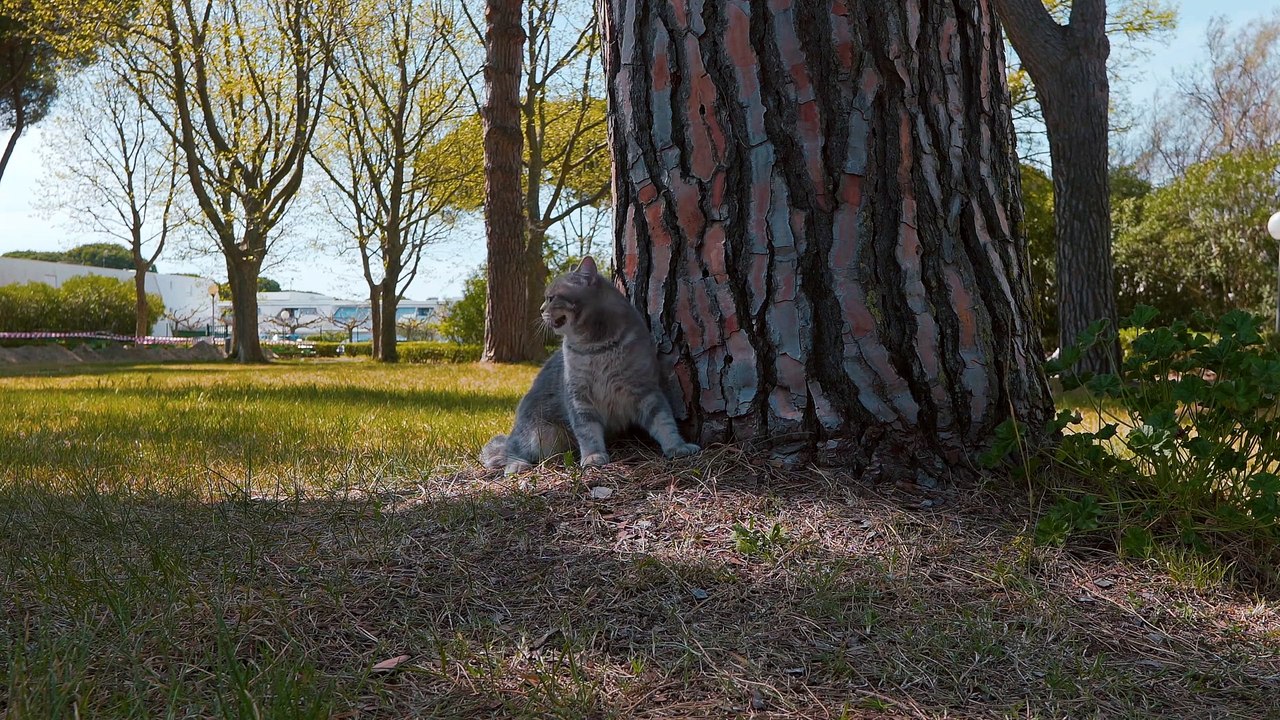 Try not to laugh || Cute cats & dogs funny videos 2022 Compilation # 12 ...