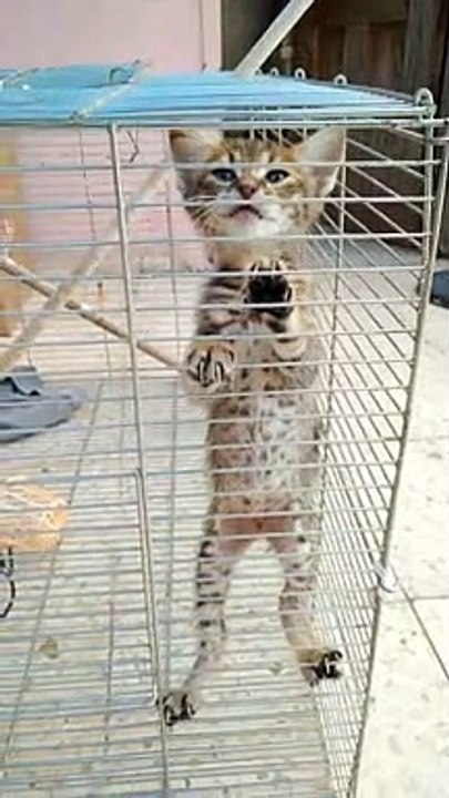 Cat in prison - Vidéo Dailymotion