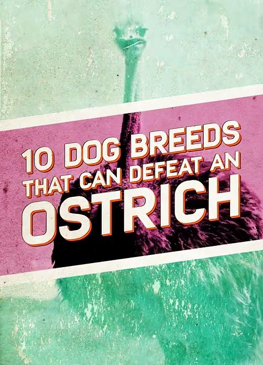Only These Dogs Can Defeat an Ostrich - video Dailymotion
