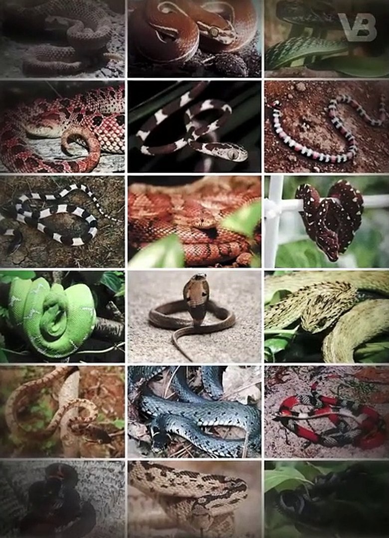 What Dog Breeds Kill Snakes