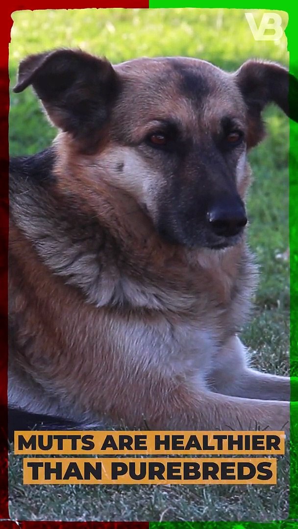 Why Are Mutts Healthier Than Purebreds