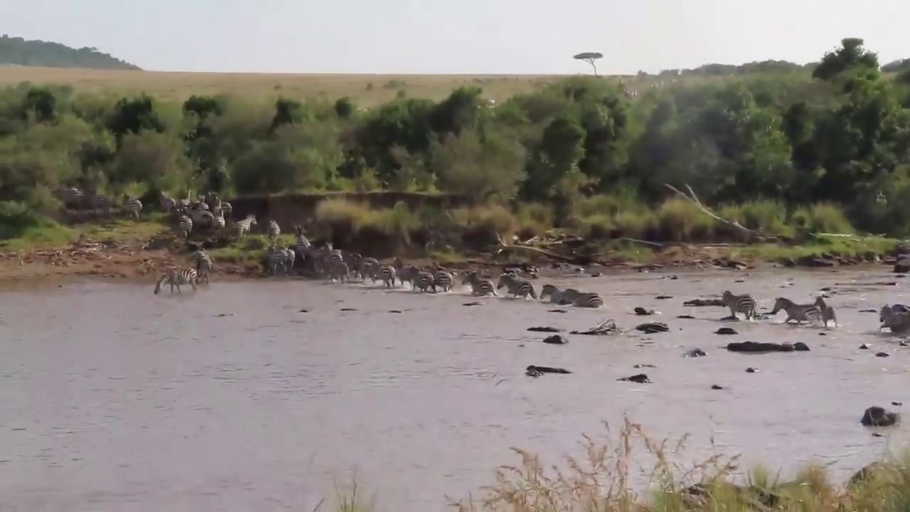 Zebra's face ripped off by crocodiles crossing Mara river on Safari in ...