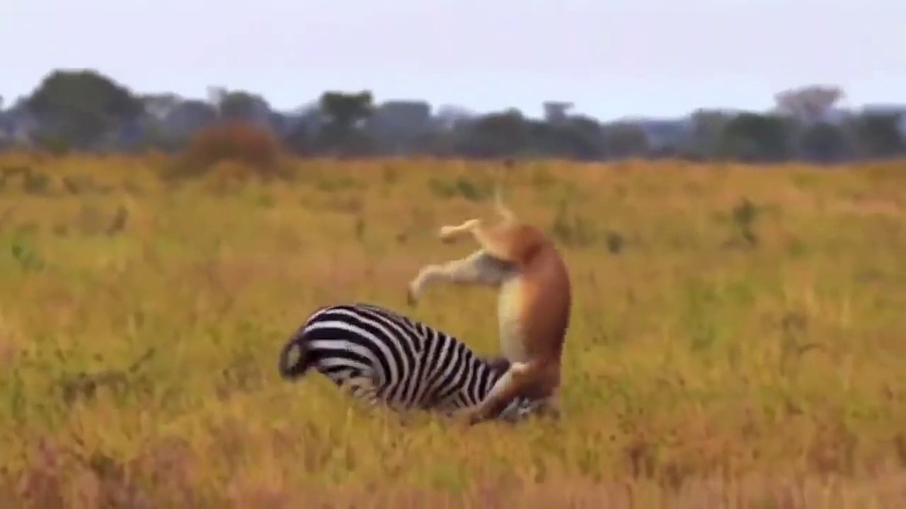 Too Brave! Powerful Mother Zebra Come To Rescue Poor Baby Zebra Escapes ...