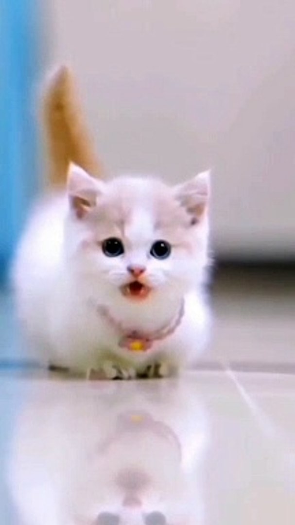Pictures Of Cute Baby Cats