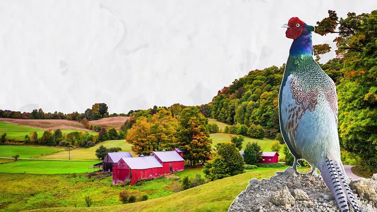 These Are 10 Japanese Native Animals - video Dailymotion