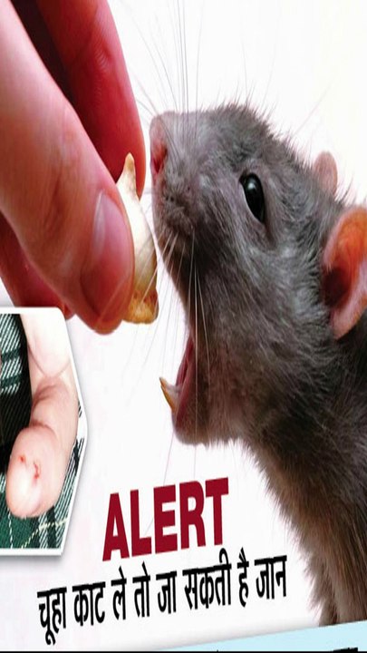 Facts of Rats Bite - video Dailymotion