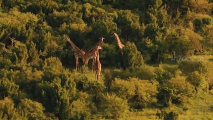Wildlife Nature by 1nfopedia - Dailymotion