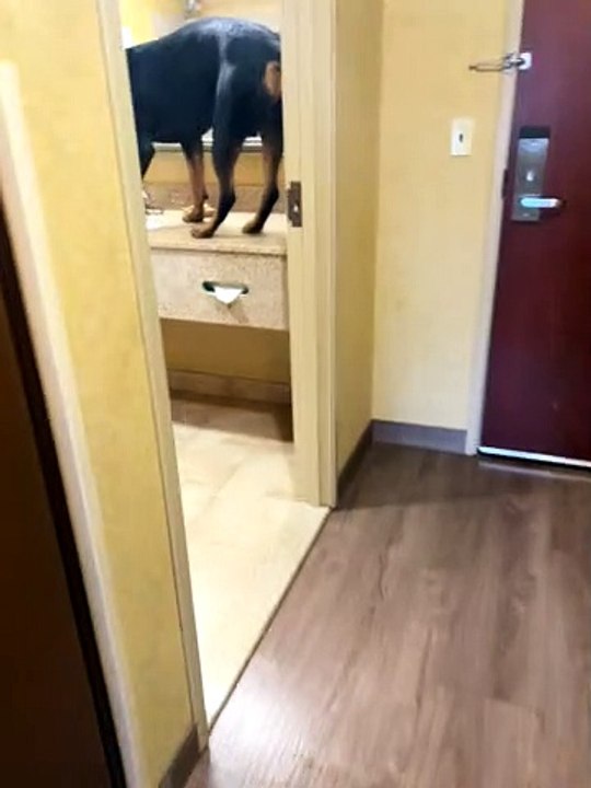 Dog Checks Himself in the Mirror - video Dailymotion