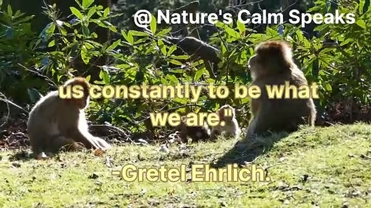 Relaxing Music। wildlife। animals । quotes। soothing। calm। nature ...