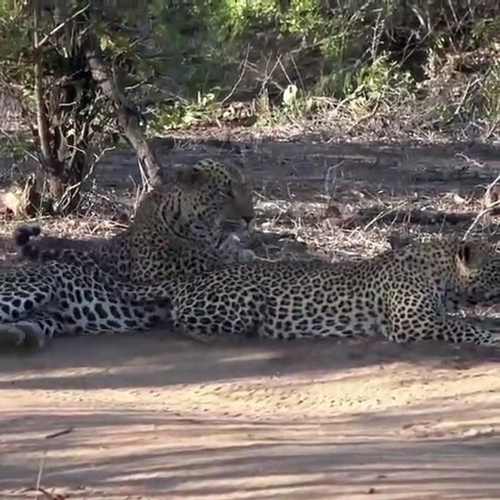 Leopard Mating Season at Mala!! Leopard female leopard meat - video ...