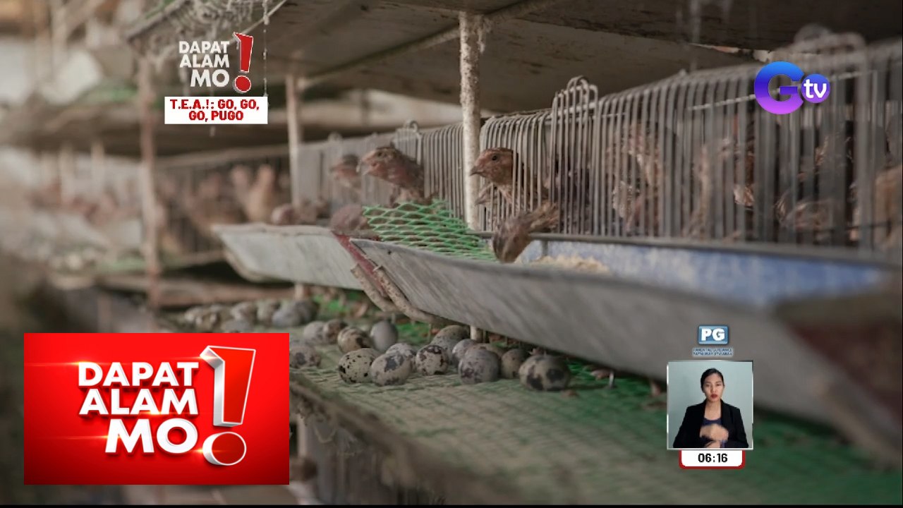 Pugo farm sa Bulacan, silipin! | Dapat Alam Mo! - video Dailymotion