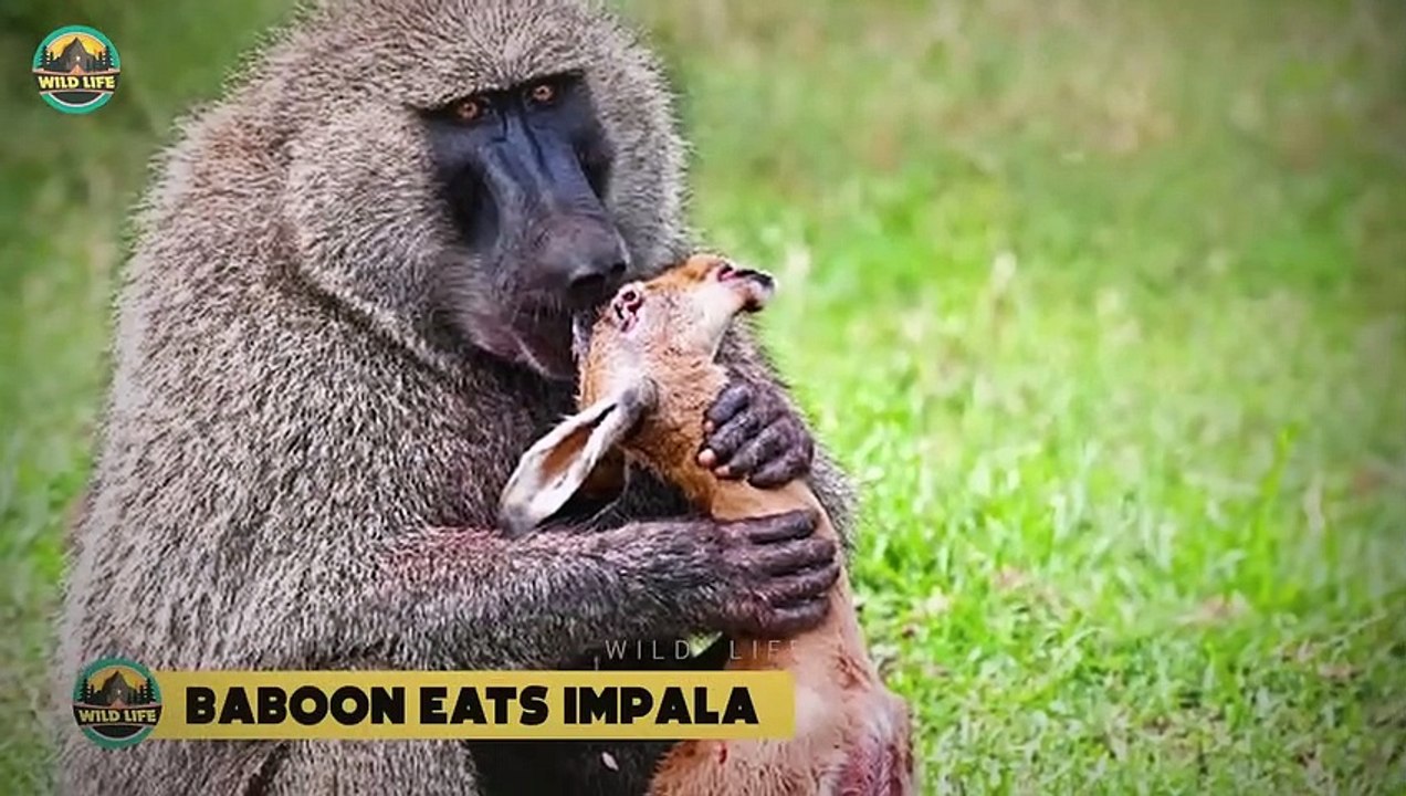 15 Brutal And Vicious Baboons Showing No Remorse With Their Prey ...