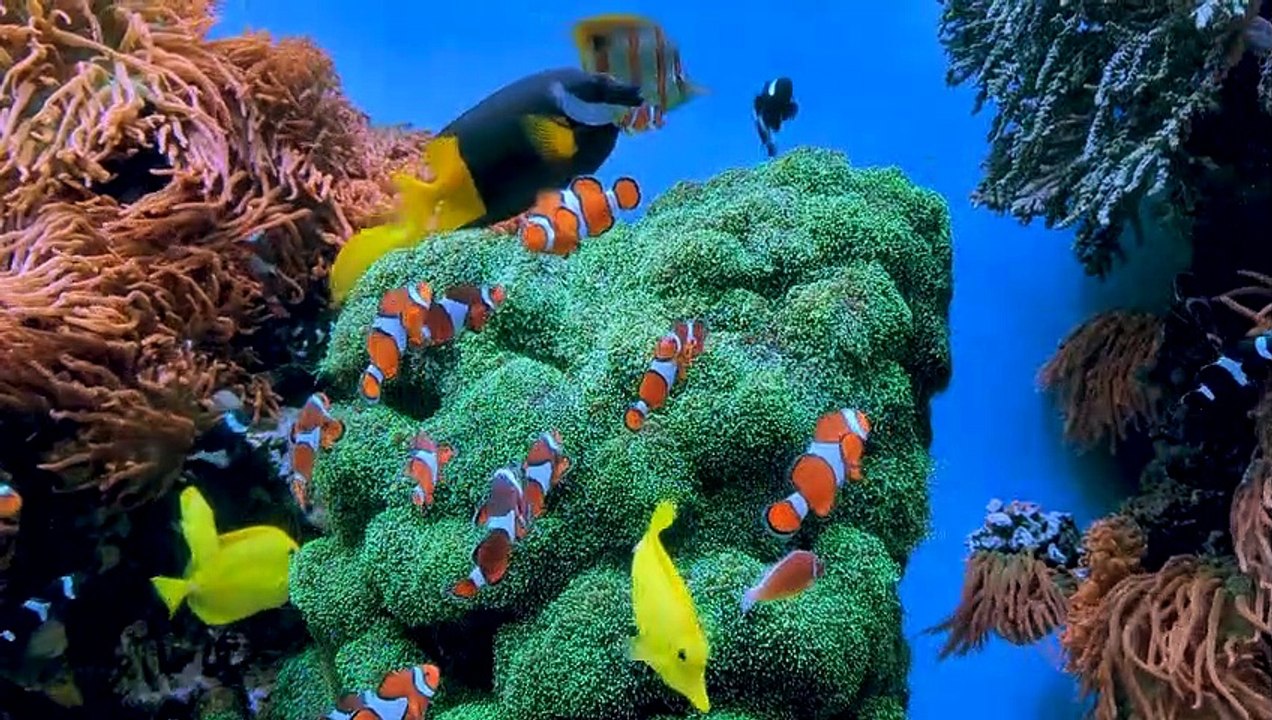 keindahan ikan Nemo dan taman laut - Video Dailymotion