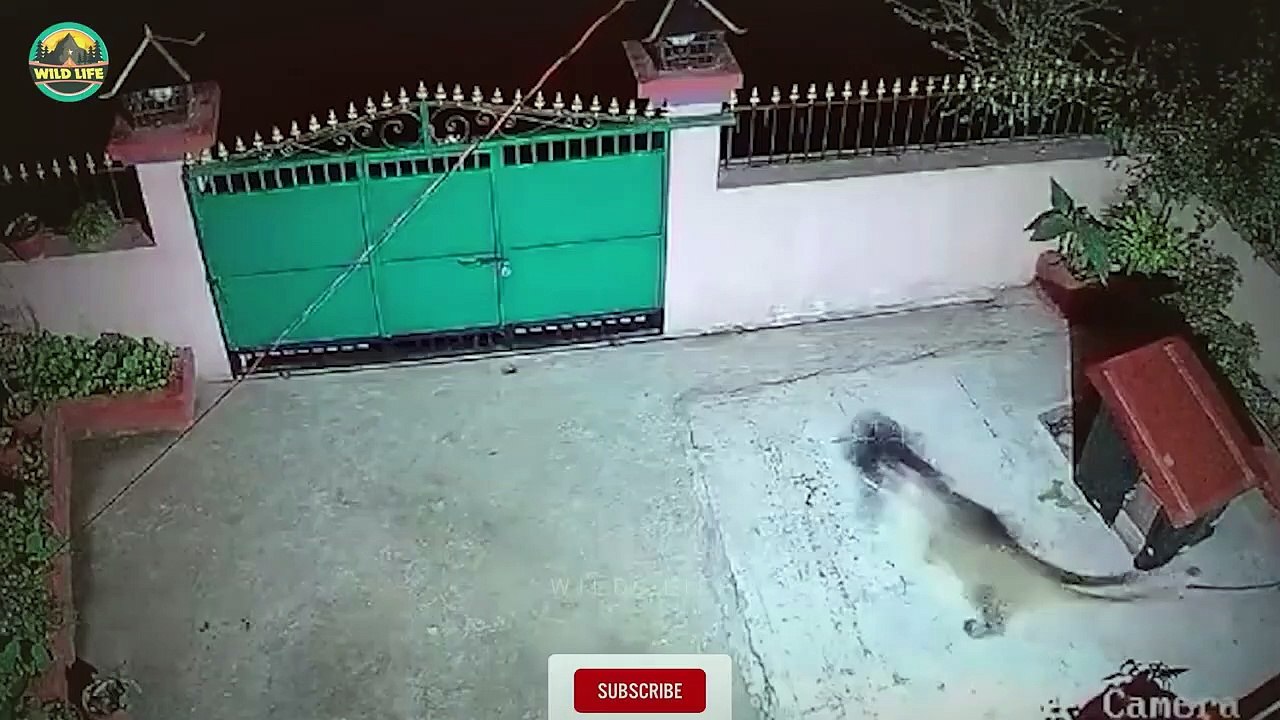 Insane Moments Of Wild Varmints Battling In The Dark Caught On Camera ...