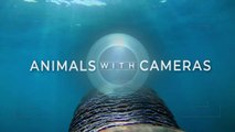 Animal planet - Great Wildlife Moments - video Dailymotion