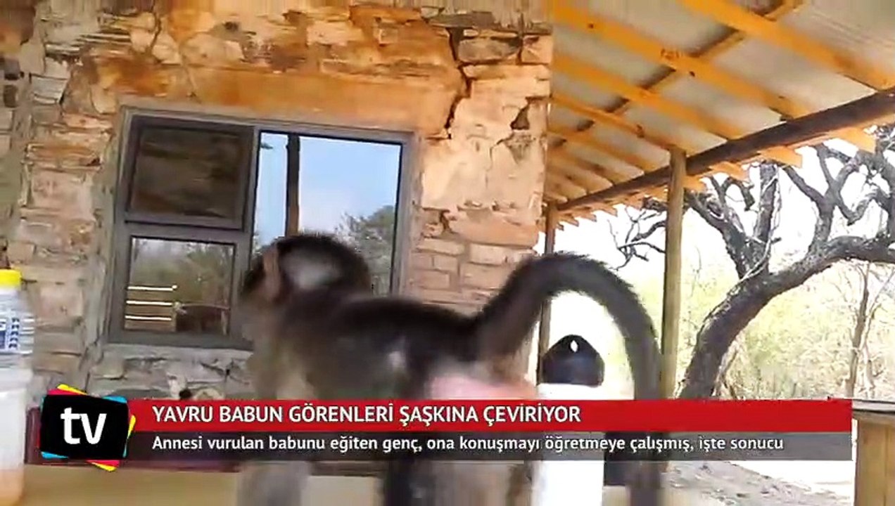 Yavru babunu görenler şaşırıyor - Dailymotion Video