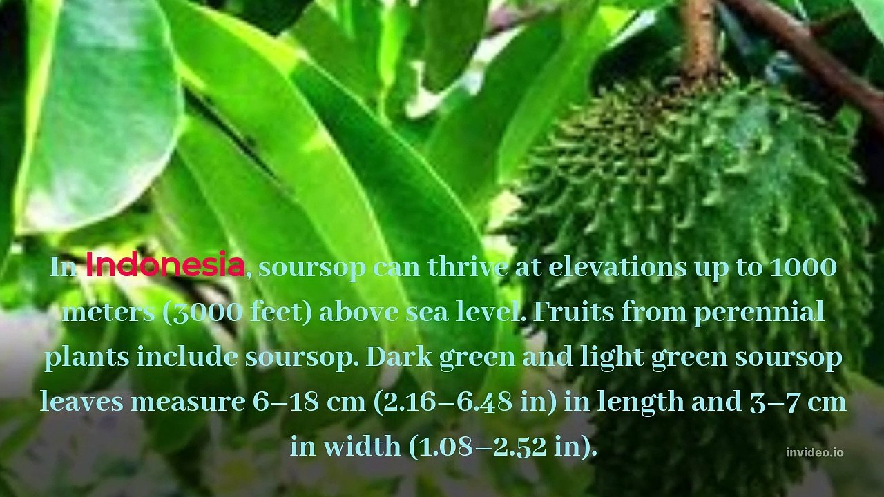 SOURSOP PLANT - Video Dailymotion