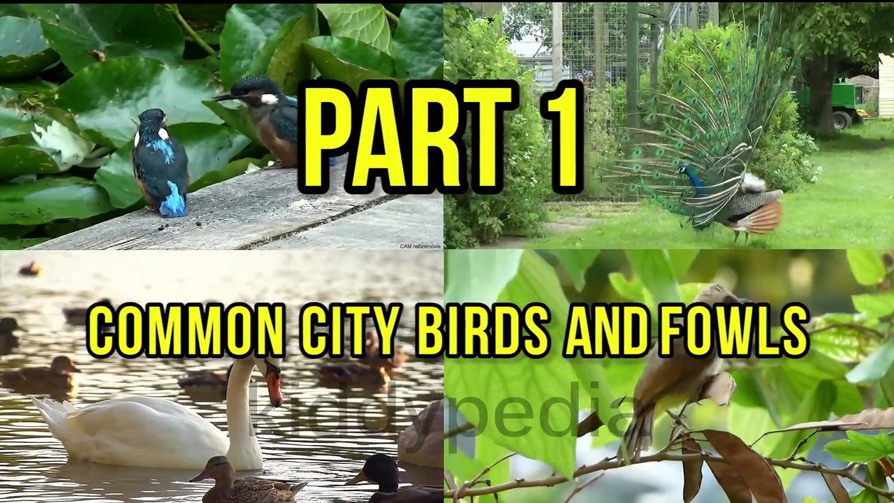 Children learn how to identify common city birds and fowls in Part 1 of ...