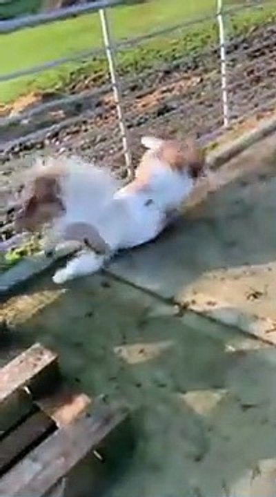 Funny stunts - video Dailymotion