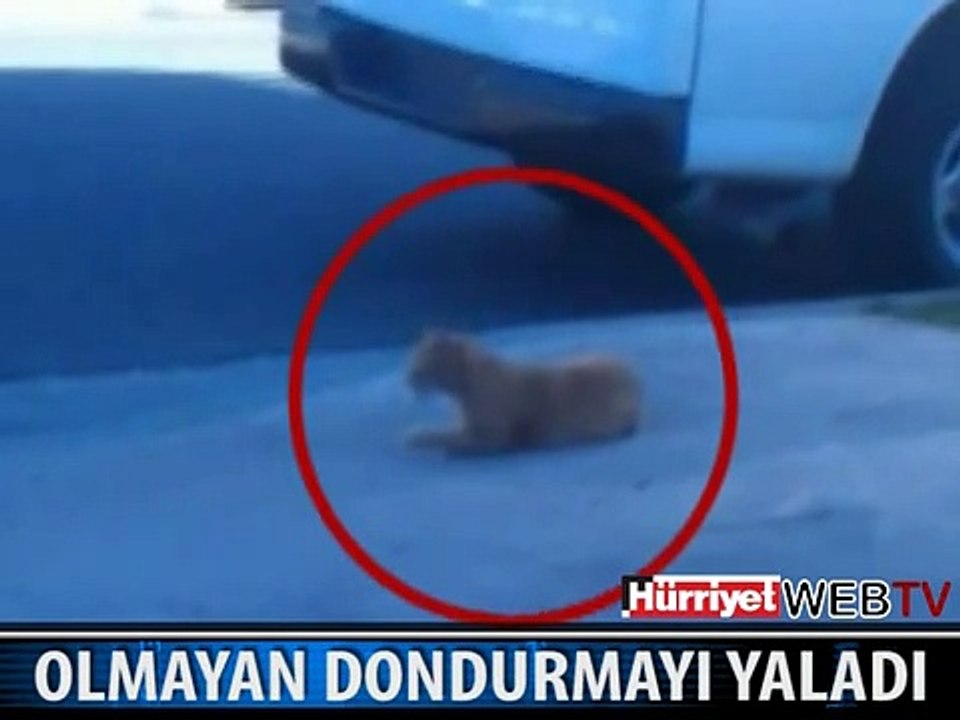 HAYALİ DONDURMAYI YALAYAN KEDİ - Dailymotion Video