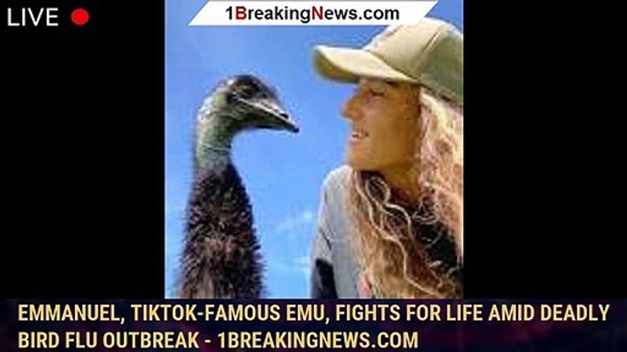 Emmanuel, TikTok-famous emu, fights for life amid deadly bird flu ...
