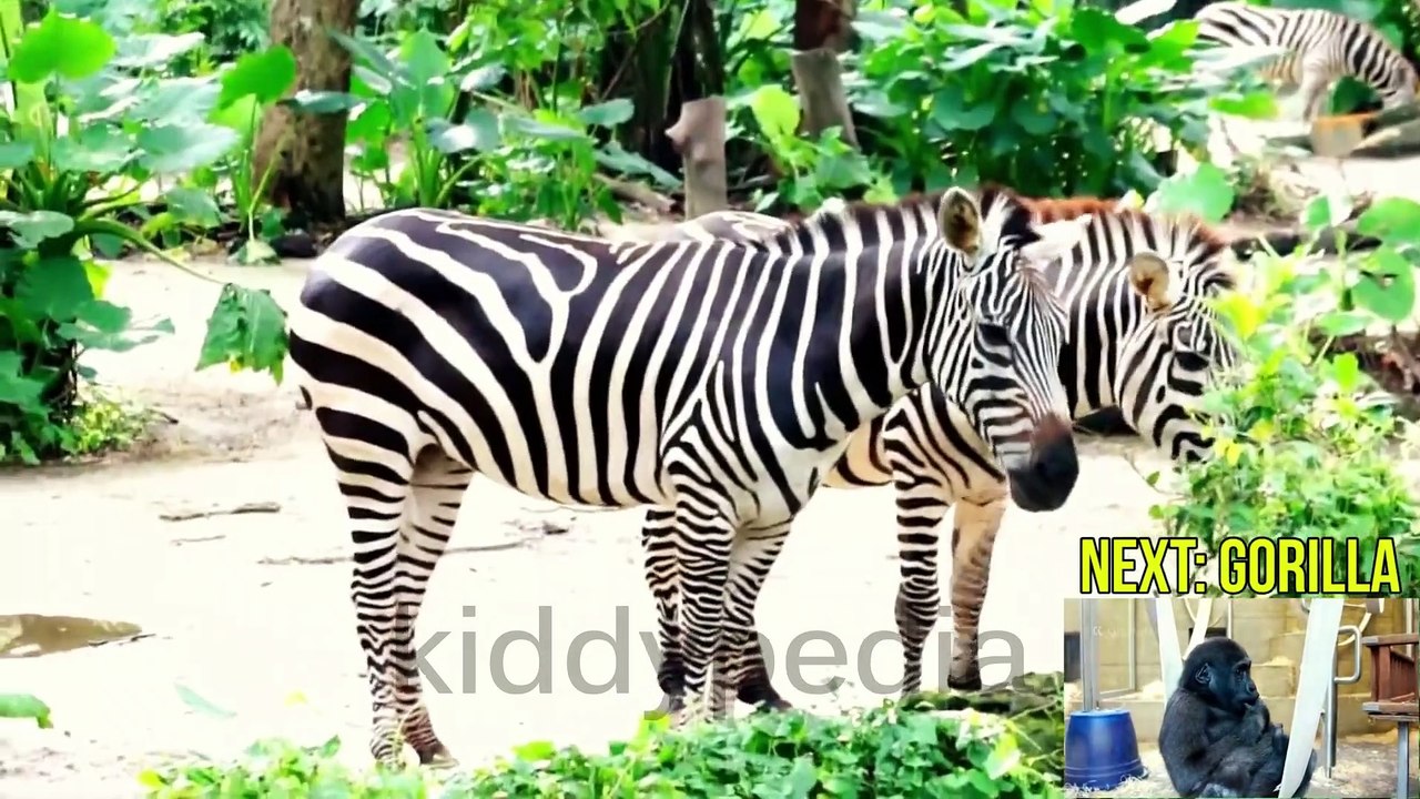 Children Learn African Animals and African Wildlife Sounds with African ...